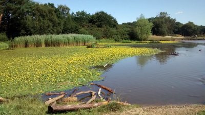 Queens Park | Wessex Orienteering Club