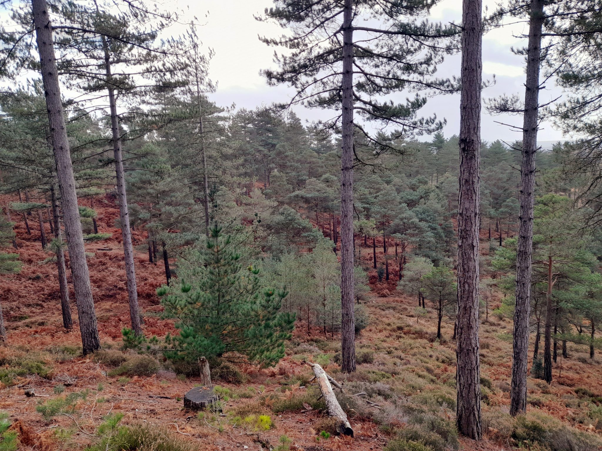 Dorset Delight (Regional) – Cold Harbour | Wessex Orienteering Club